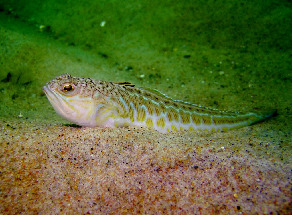 Fjæsing - Lægehåndbogen på sundhed.dk