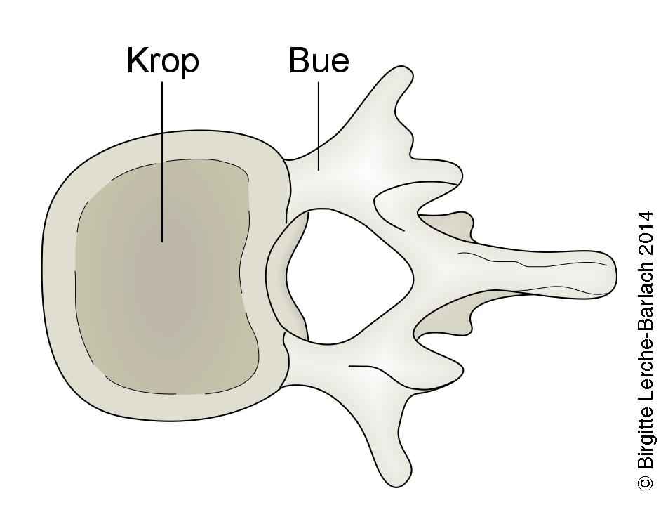 Spondylolyse, spondylolistese, børn - Patienthåndbogen på sundhed.dk